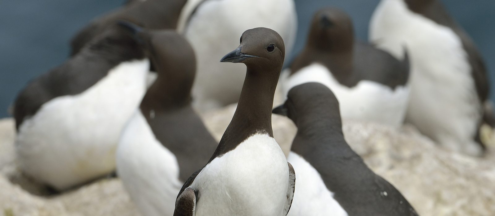 Here Are the Top 2 Seasons for Birding on the Oregon Coast